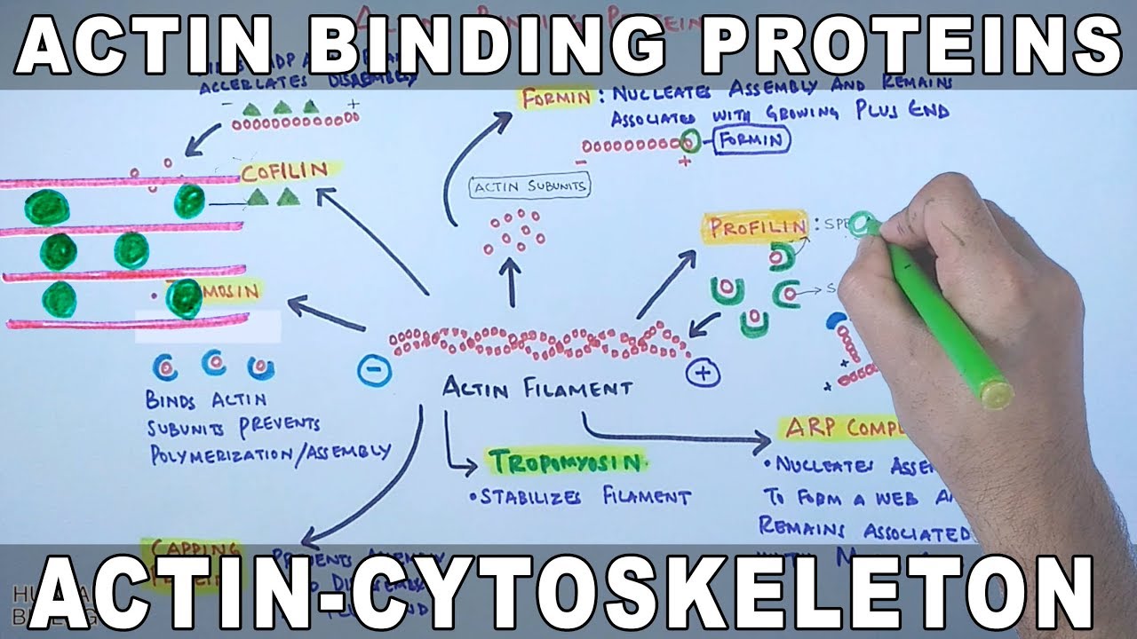 Accessory Proteins of Actin Cytoskeleton | Actin Binding Proteins - YouTube