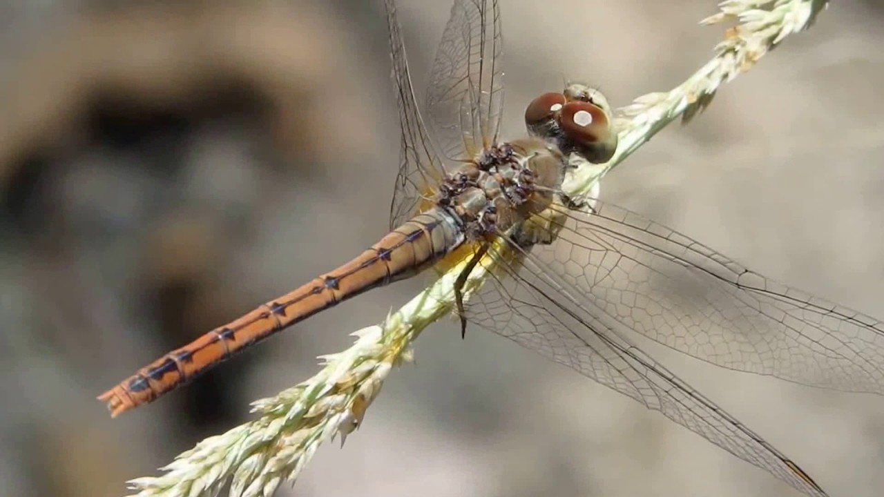 Dragonfly Video - YouTube