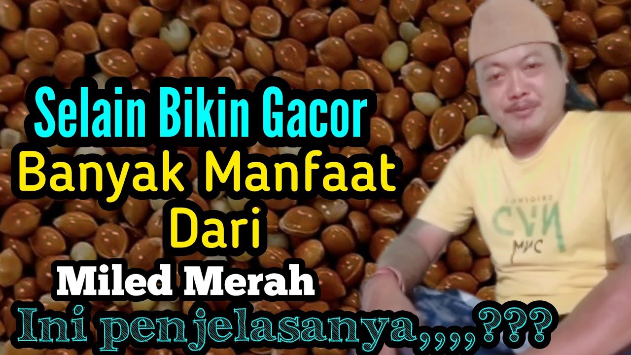 Manfaat Miled Merah || Selain Bikin gacor juga kaya manfaatnya ...