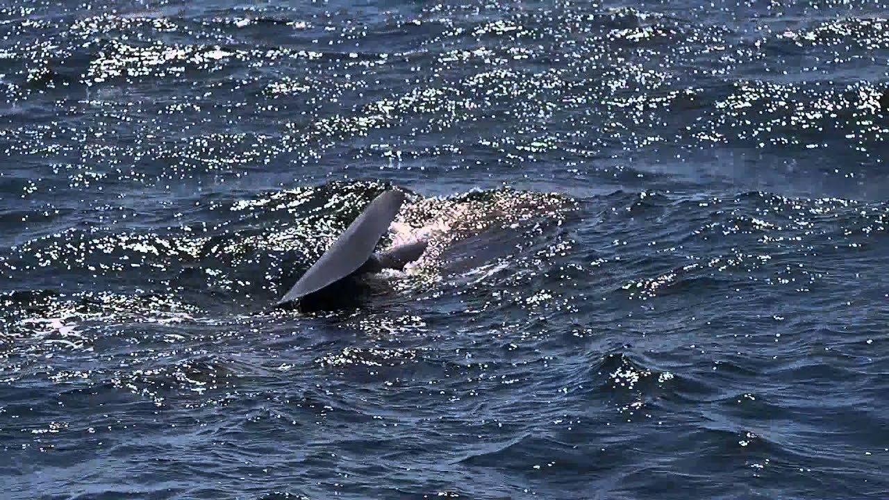 Basking Shark off Morro Bay, California - YouTube