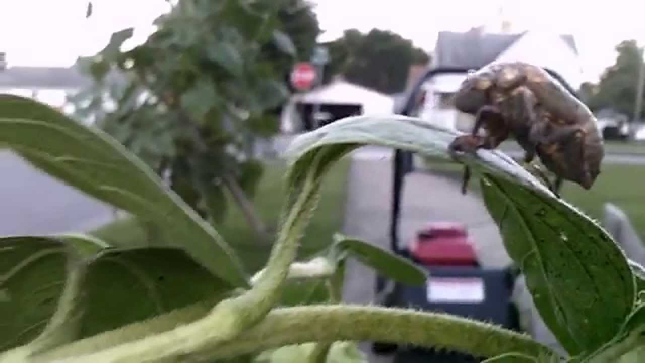 Locust Shell Up Close. (HD Macro) - YouTube