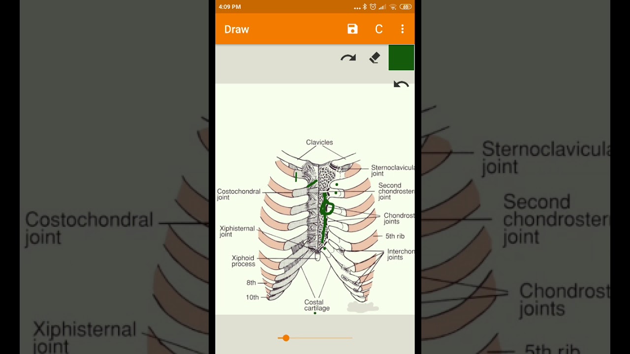 009 CC CS And IC Joints Thorax And Chest Wall - YouTube