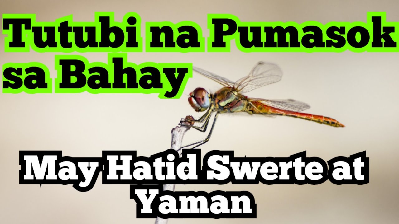 Tutubi na pumasok sa loob ng Bahay May hatid Swerte | @dreamsmaster1818 ...