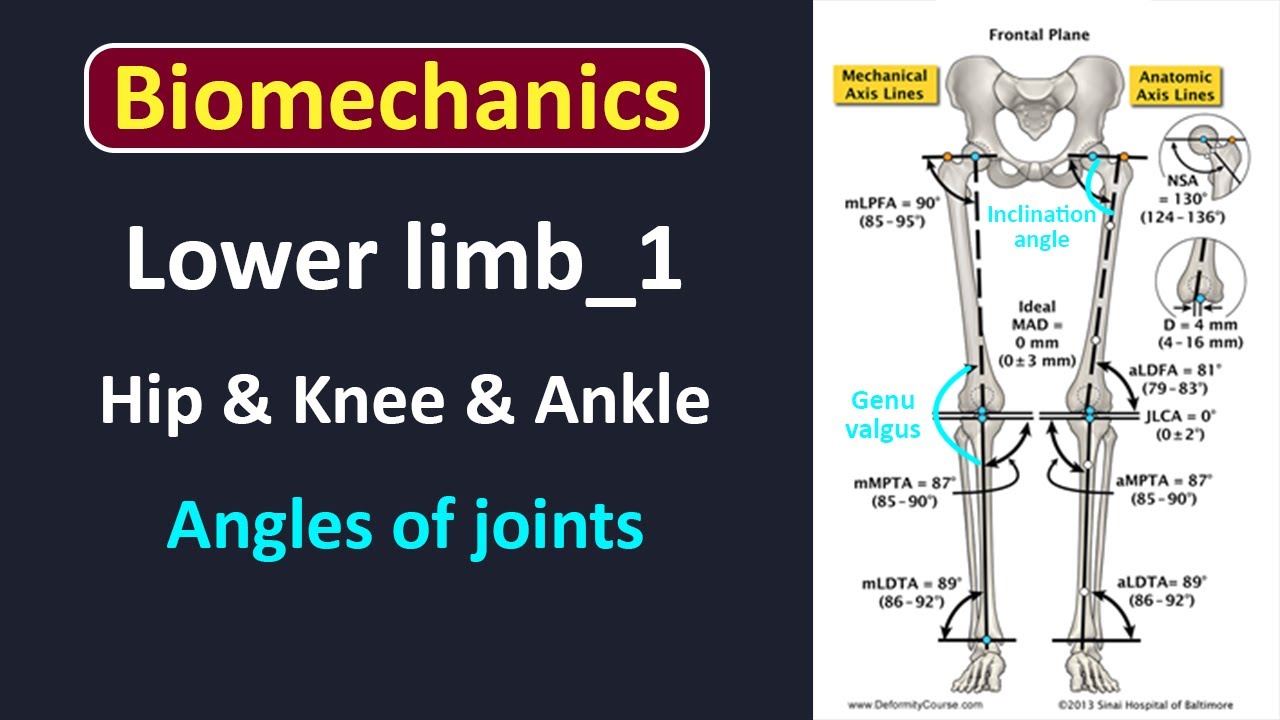 Biomechanics of lower limb LEC_1 - YouTube