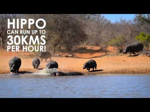 Hippo's top speed faster than average human!