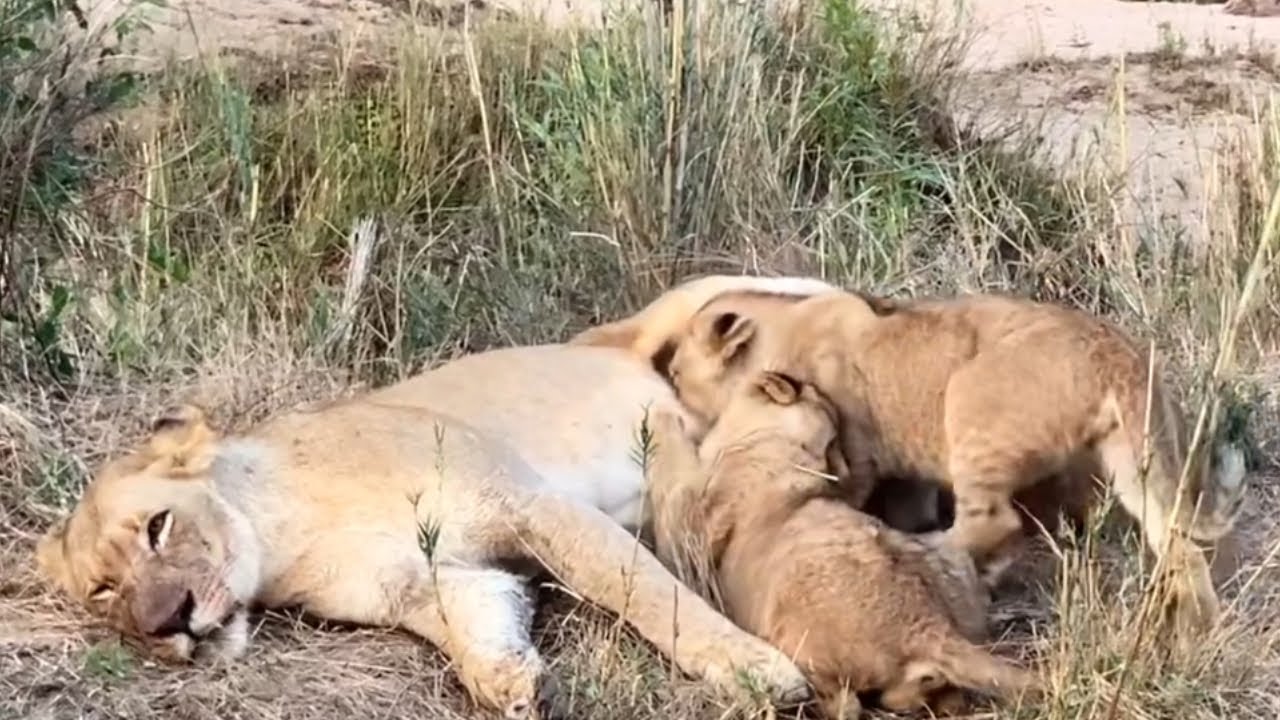 Tsalala Lioness feeding her cubs (Some Last Sightings before being ...