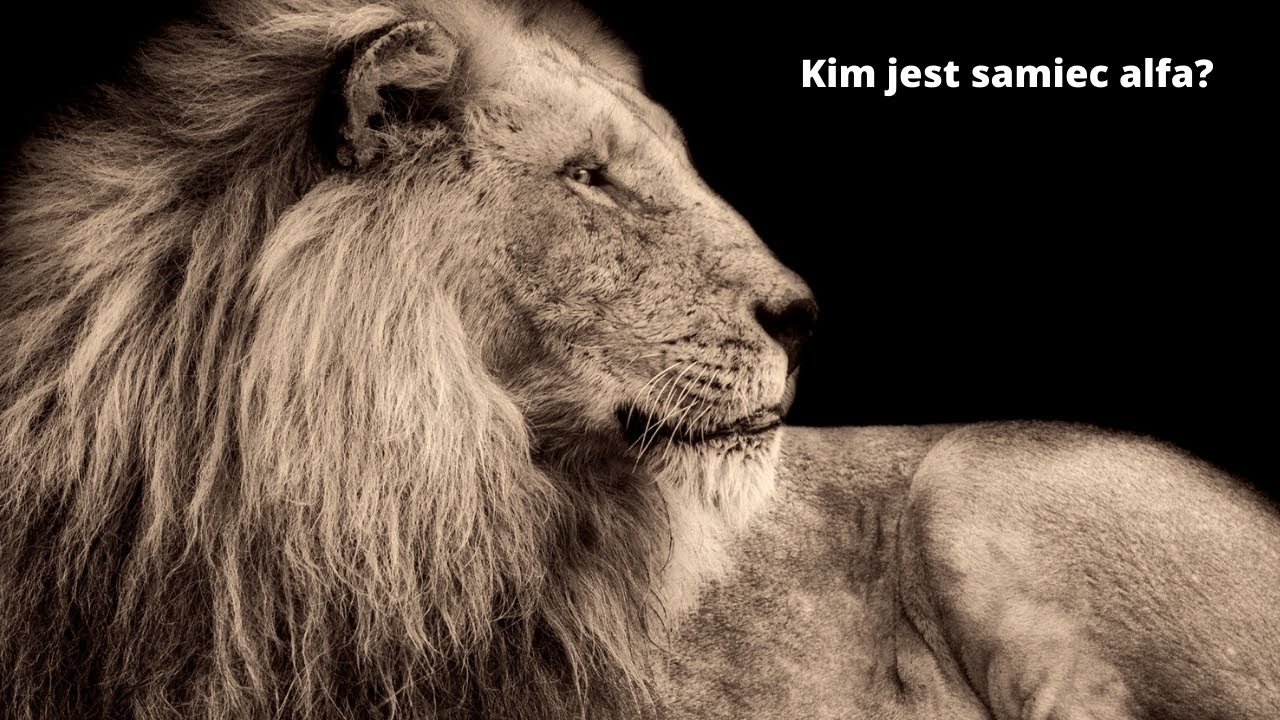 Kim jest samiec alfa? - YouTube