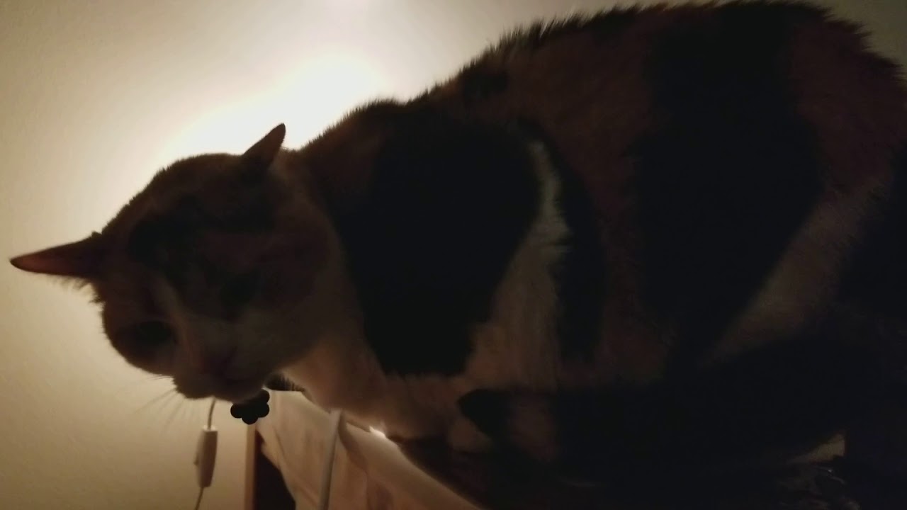 Cat does not want to have cat friends over - YouTube