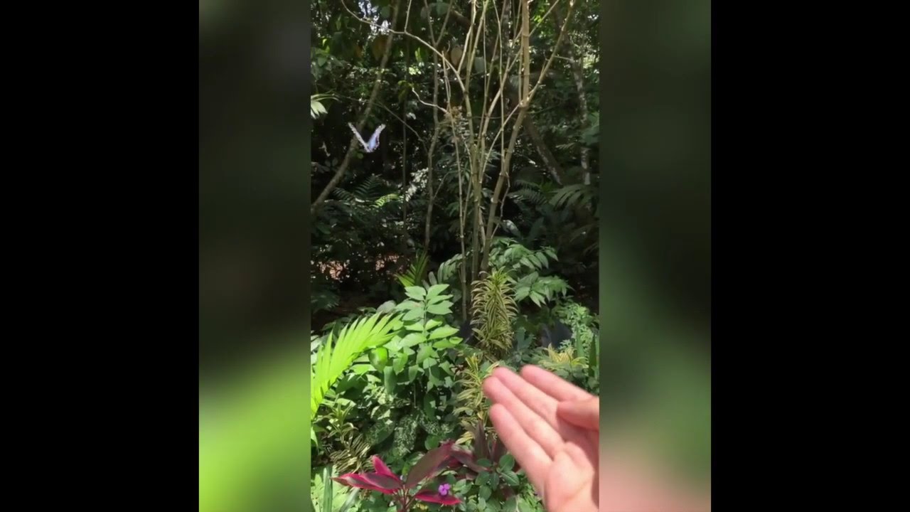 42. "Mariposa Morpho, liberada en santuario de ranas valle azul ...
