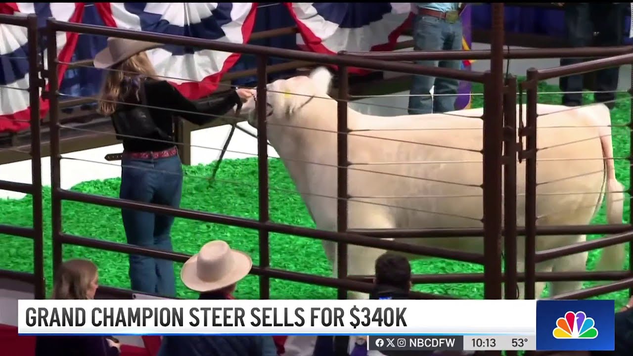 Grand Champion Steer chosen at Fort Worth Stock Show & Rodeo - YouTube