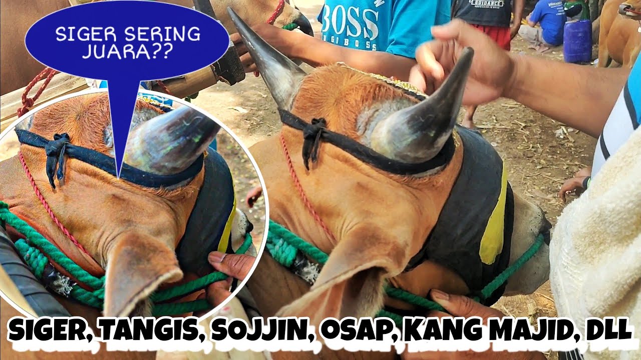 MENGENAL APA ITU SIGER, TANGIS DAN HAL LAINNYA DALAM KERAPAN SAPI ...