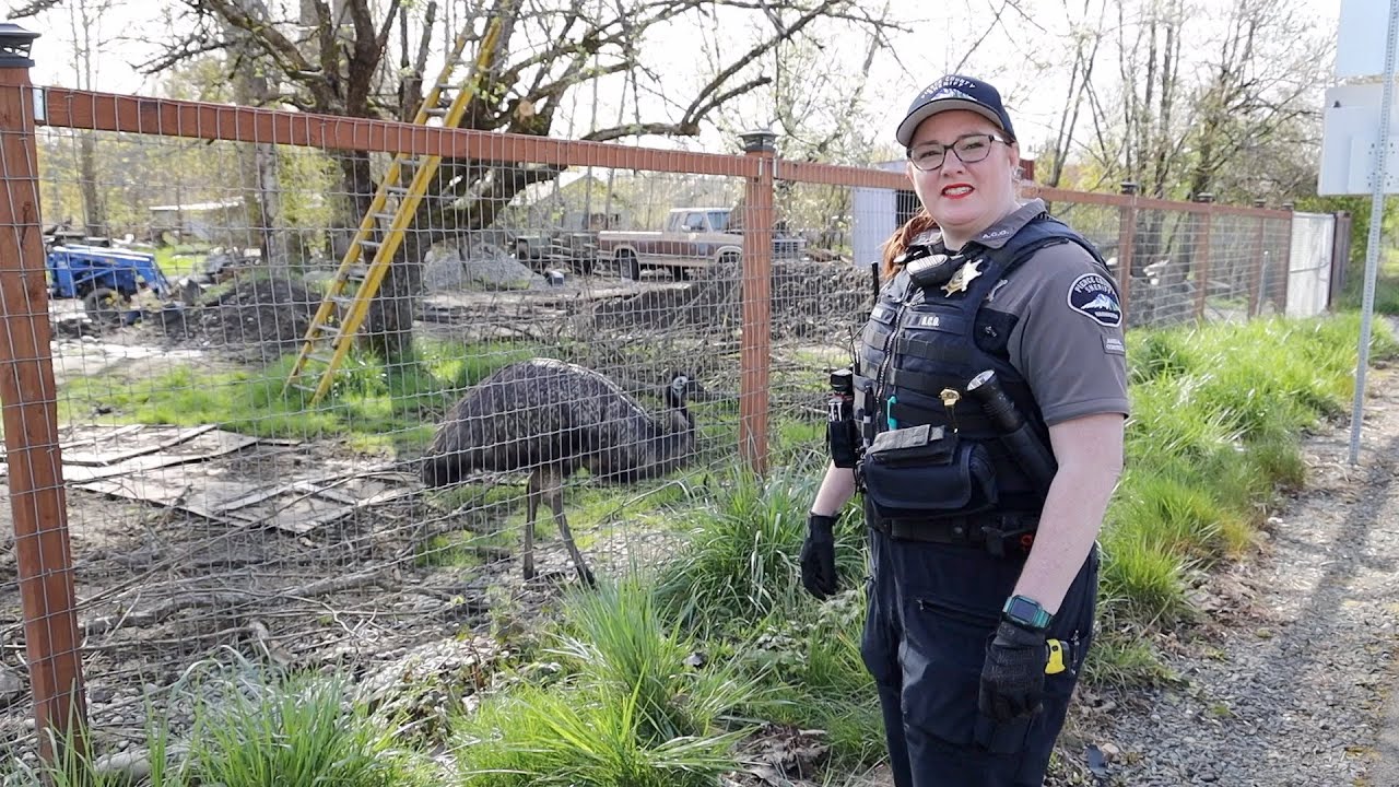 RIDE ALONG With Animal Control Officer Leah Marie Whitman YouTube ride-along-with-animal-control-officer-leah-marie-whitman-youtube