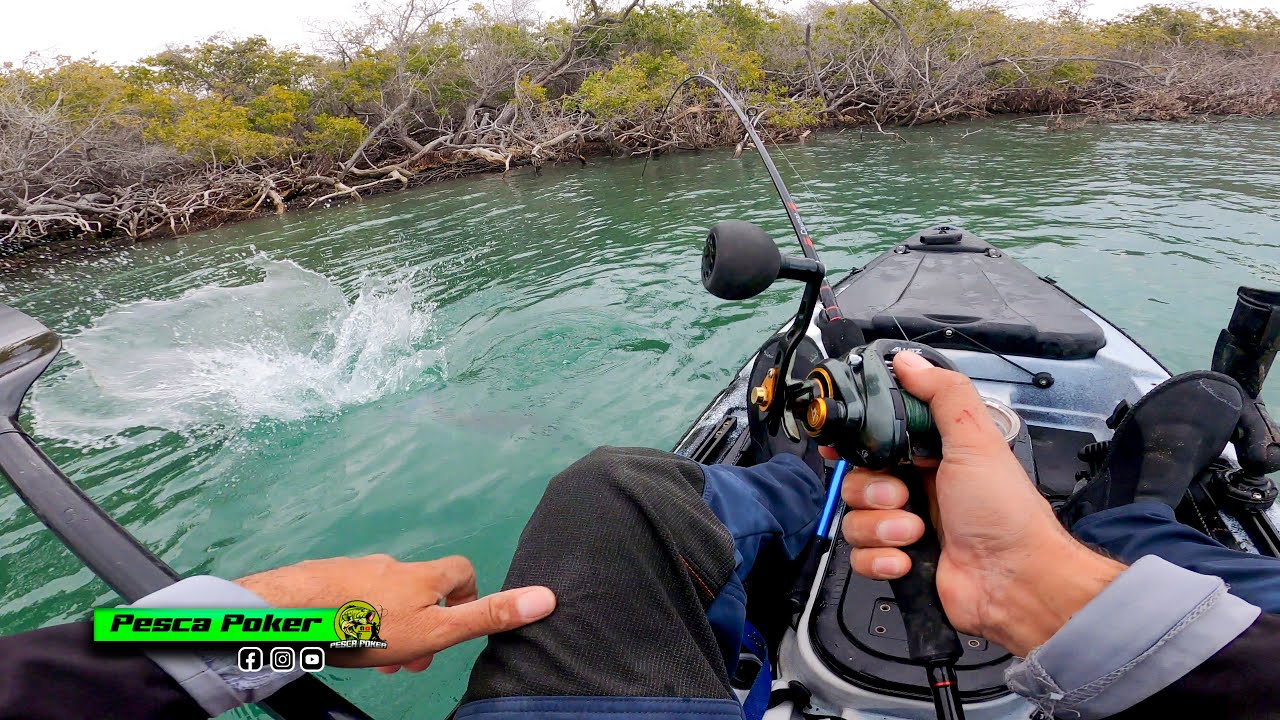 PESCA de ROBALO GRANDE, PARGOS Y CORVINAS en el ESTERO - YouTube