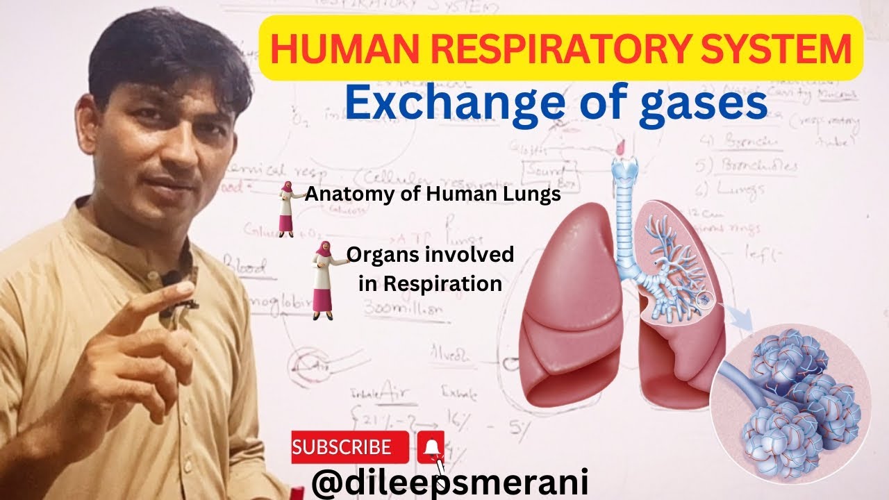 HUMAN RESPIRATORY SYSTEM | EXCHANGE OF GASES - YouTube