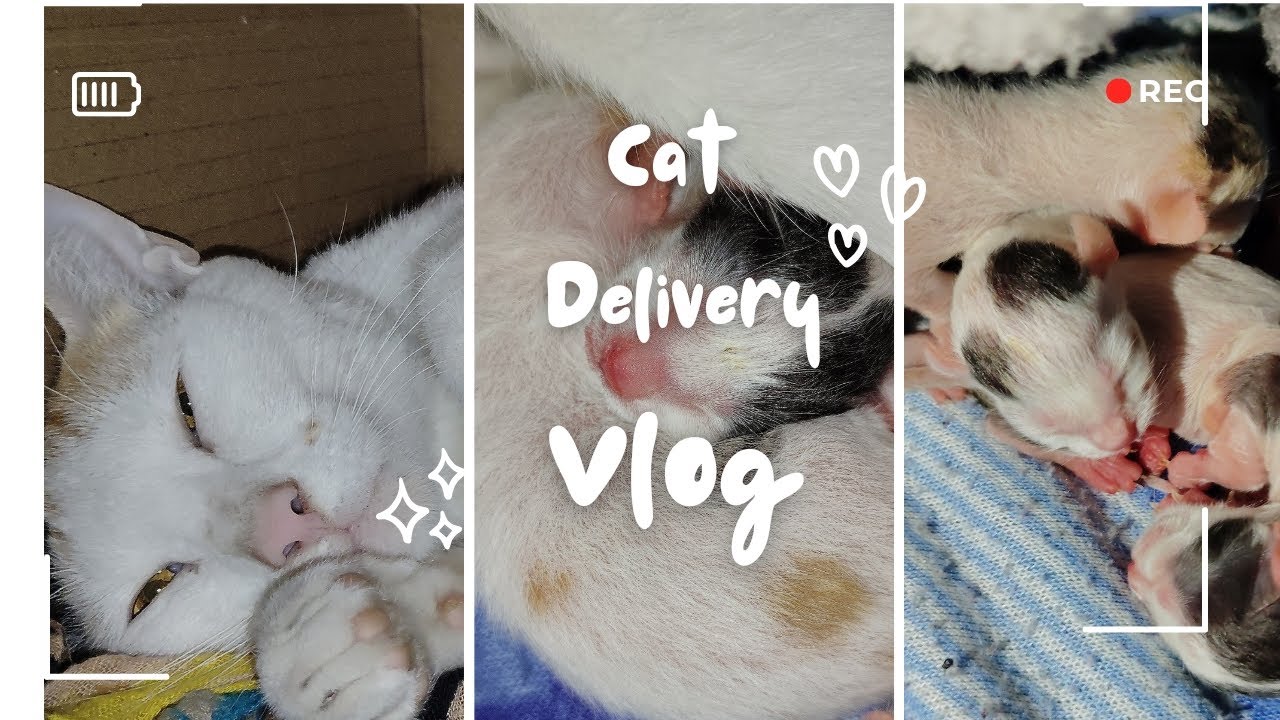 My Cat's Delivery Vlog | Cat Give Birth To 3 Kittens | New Born Kitten ...