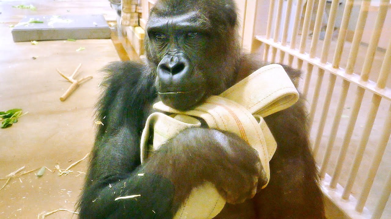 Lovely Moments : Gorilla girl hugging something precious | Nene | The ...