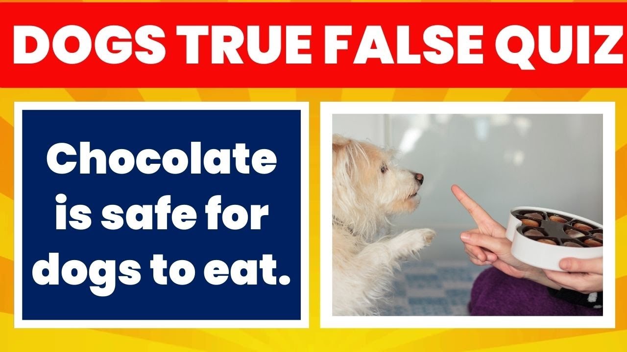 Did You Know These 15 Dogs Fun Facts | Dogs True False Quiz - YouTube