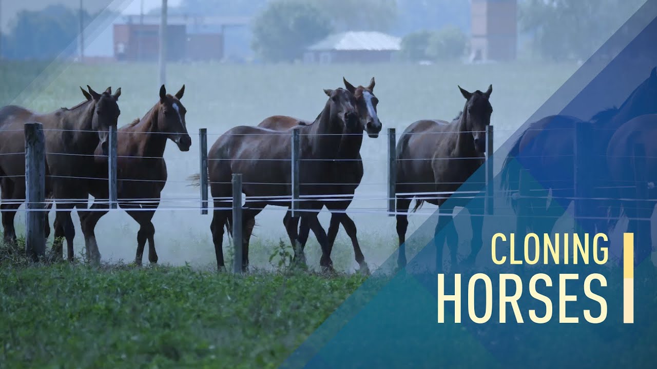 They were conceived in a lab to reshape a sport. Are cloned horses good ...