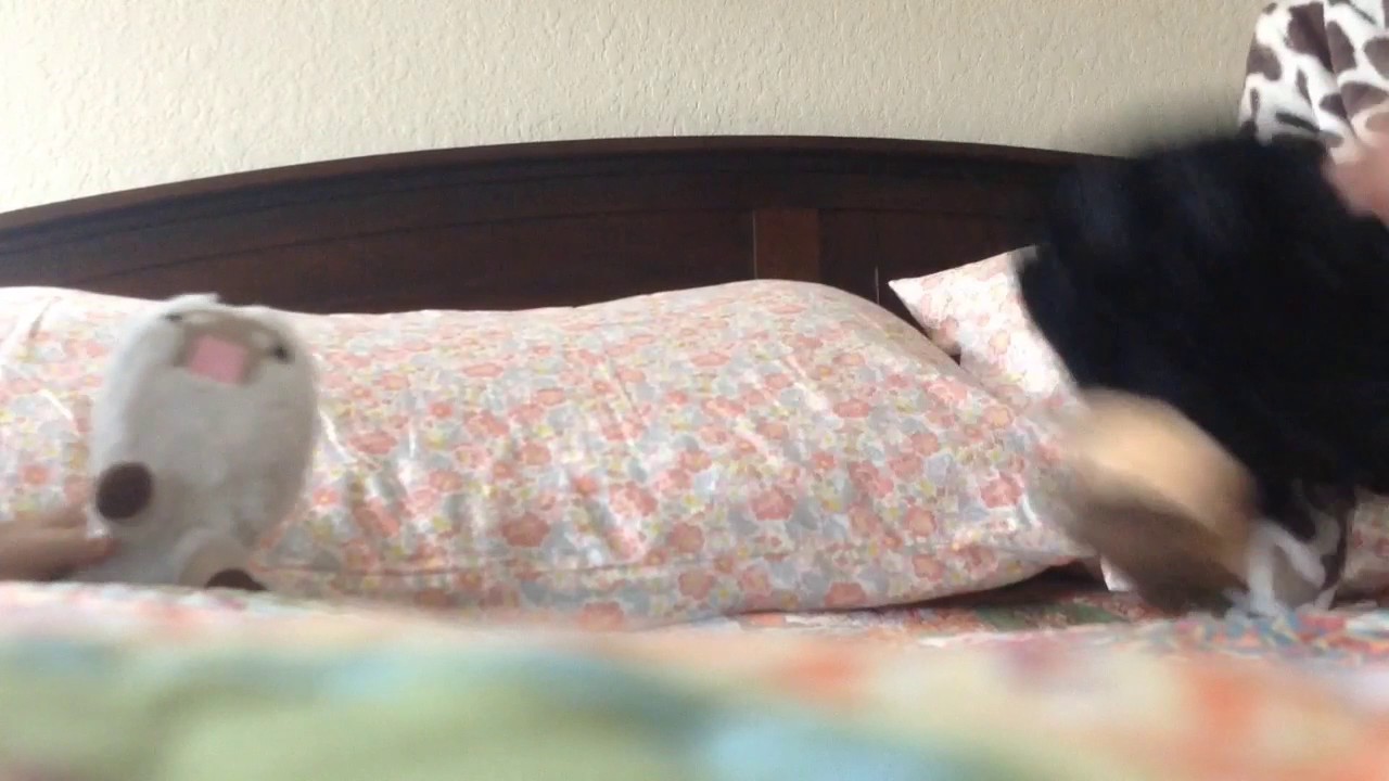 How to cook a bat ft. Black sheep - YouTube