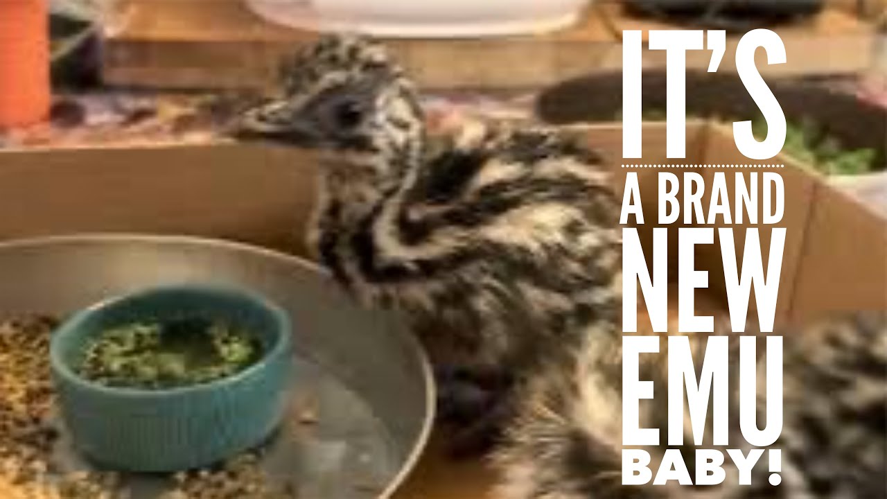It’s a brand new emu baby! Cuteness overload! I’m in love! - YouTube