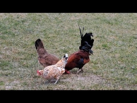 Kury liliputki polskie. - YouTube