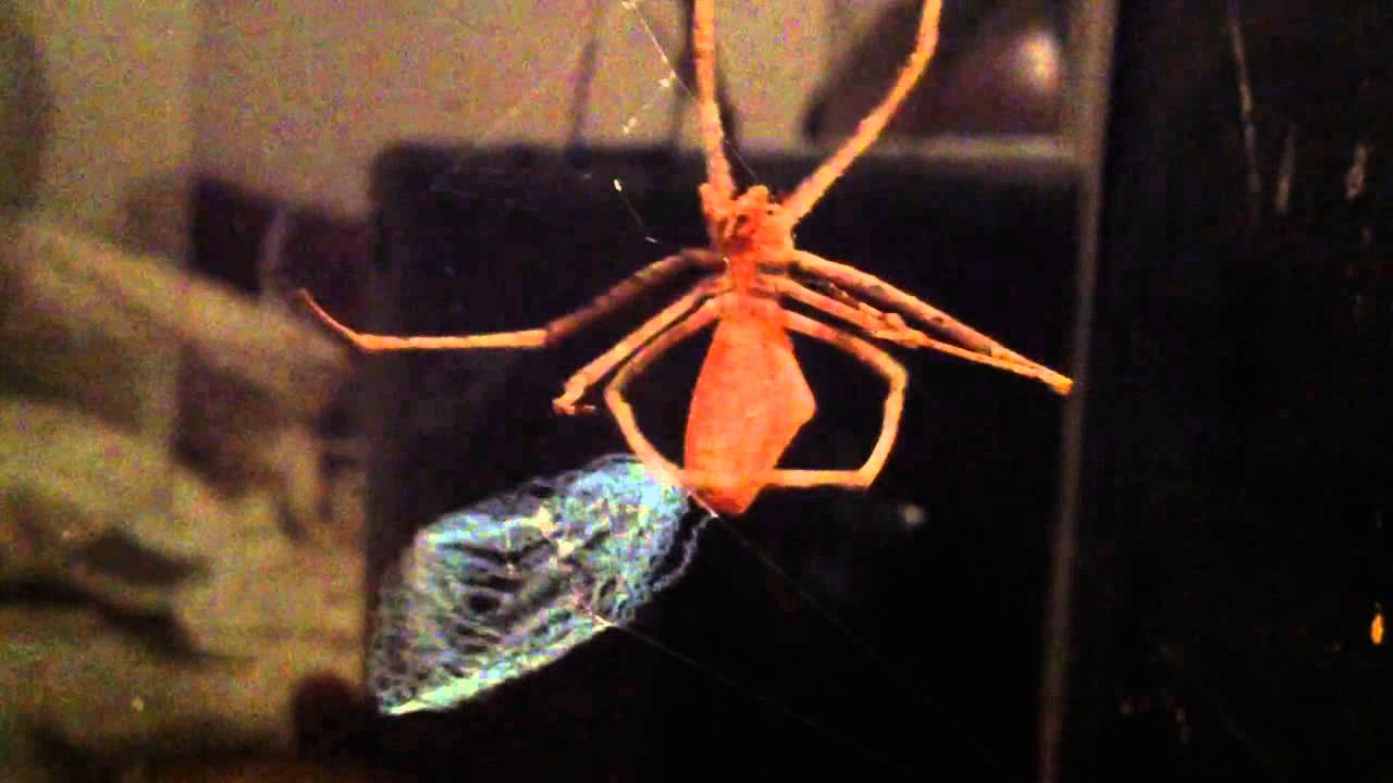 Deinopis sp. Cameroon - YouTube