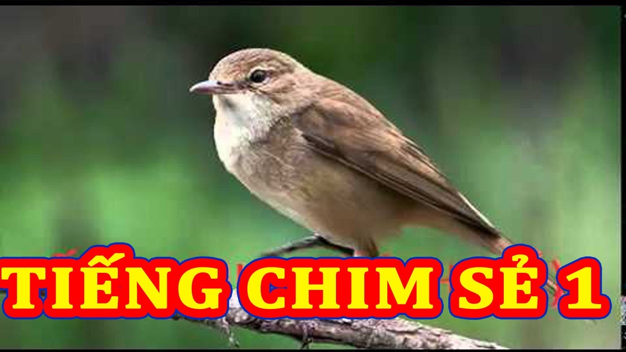 Tiếng chim sẻ(trích) Kêu full 1 - YouTube