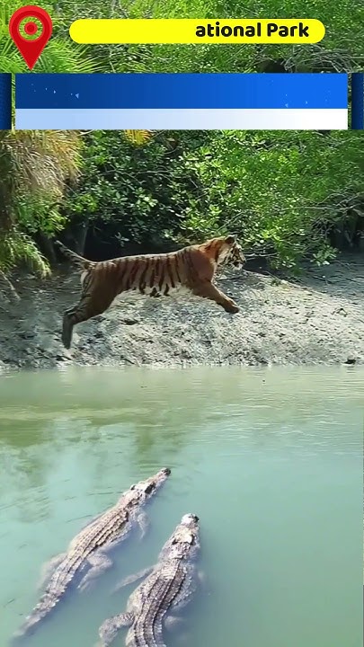 Watch as a daring tiger leaps over crocodiles—this heart-stopping ...