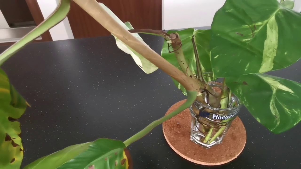 Giant Pothos Propagation - YouTube