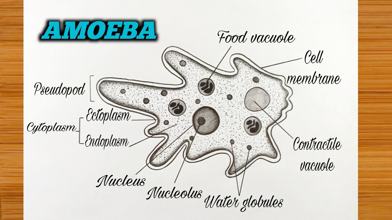 Amoeba Diagram Easy || How to Draw Amoeba Drawing Step-by-Step || Labeled Science Project Amoeba ...