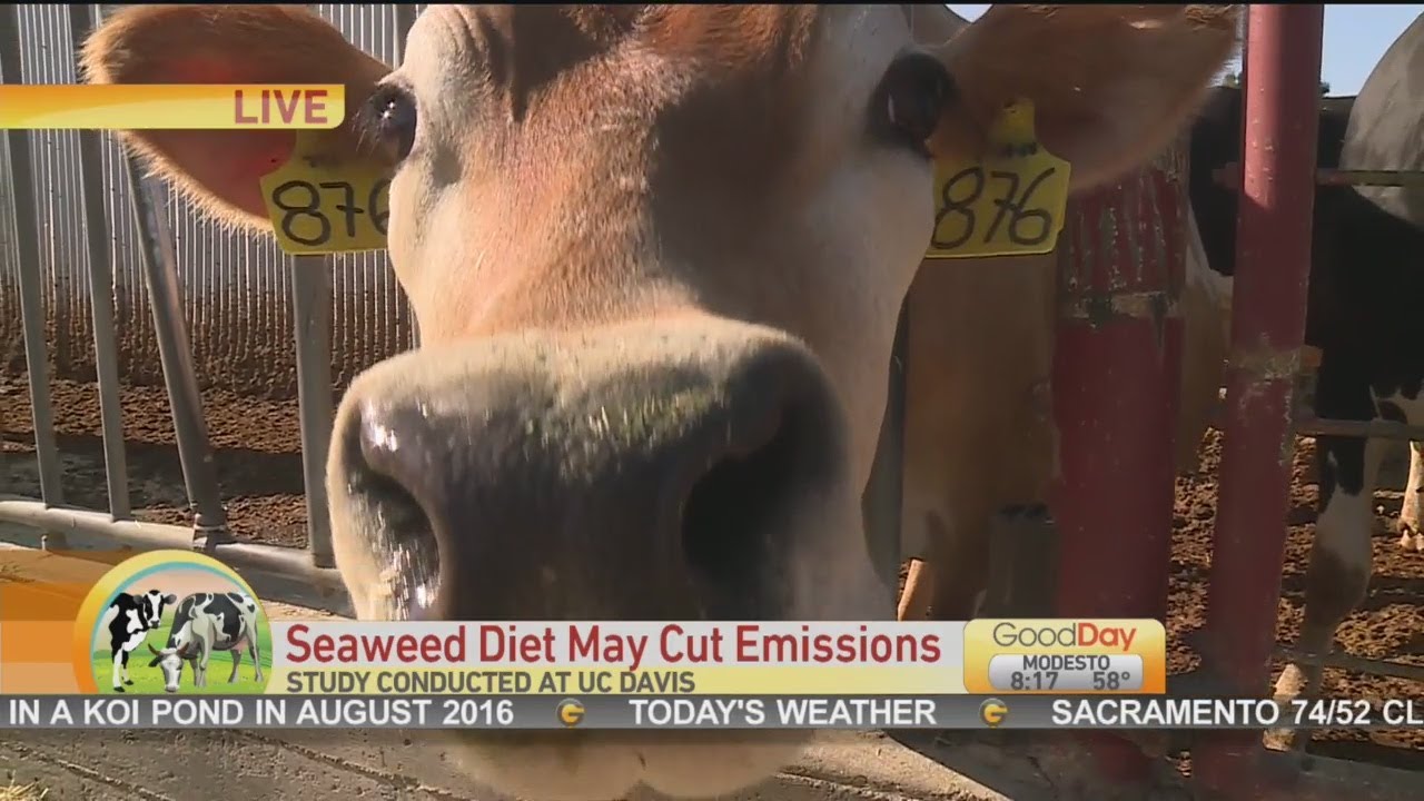 Seaweed-Eating Cows - YouTube