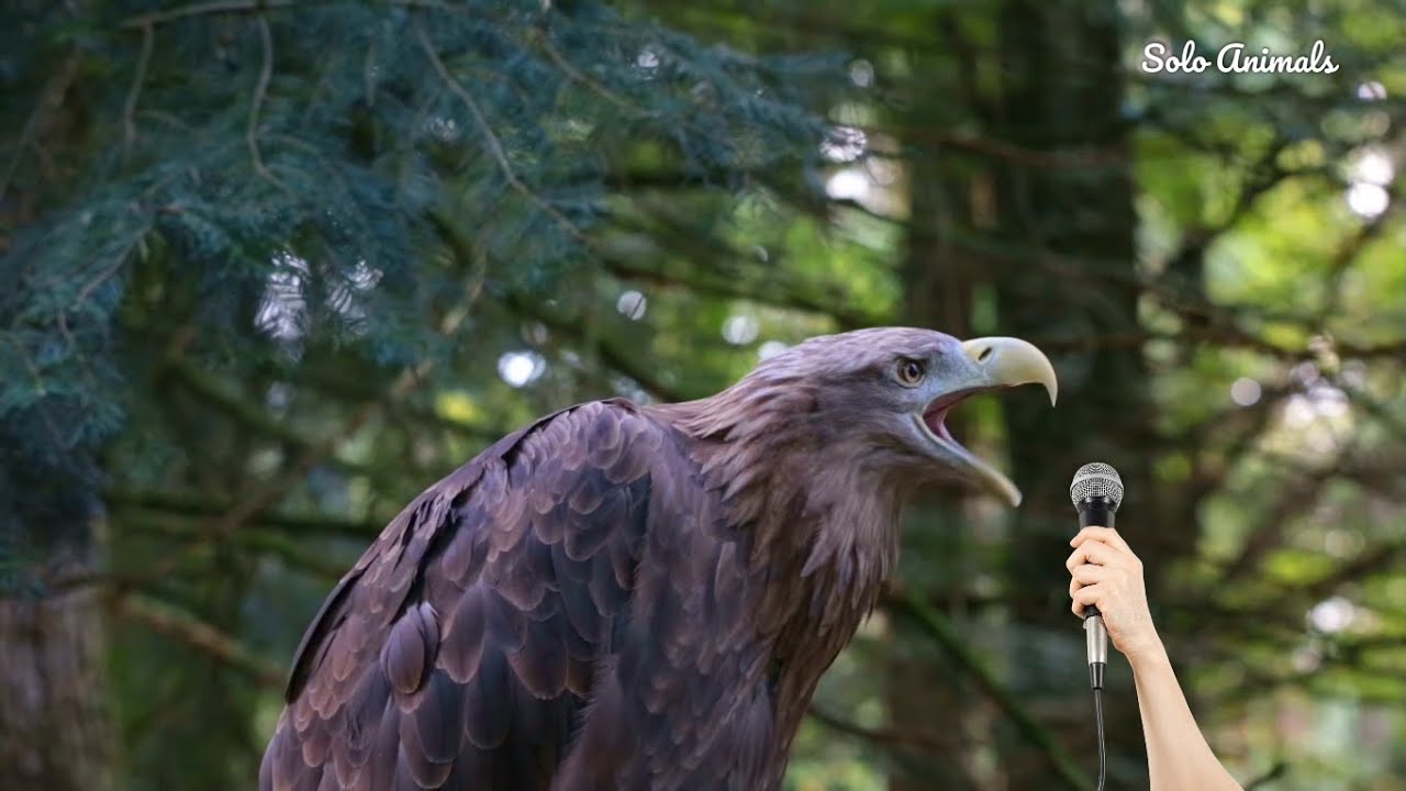 Hawk Sound: Powerful And Very Scary Sound Of Hawk | American Hawk Sound ...