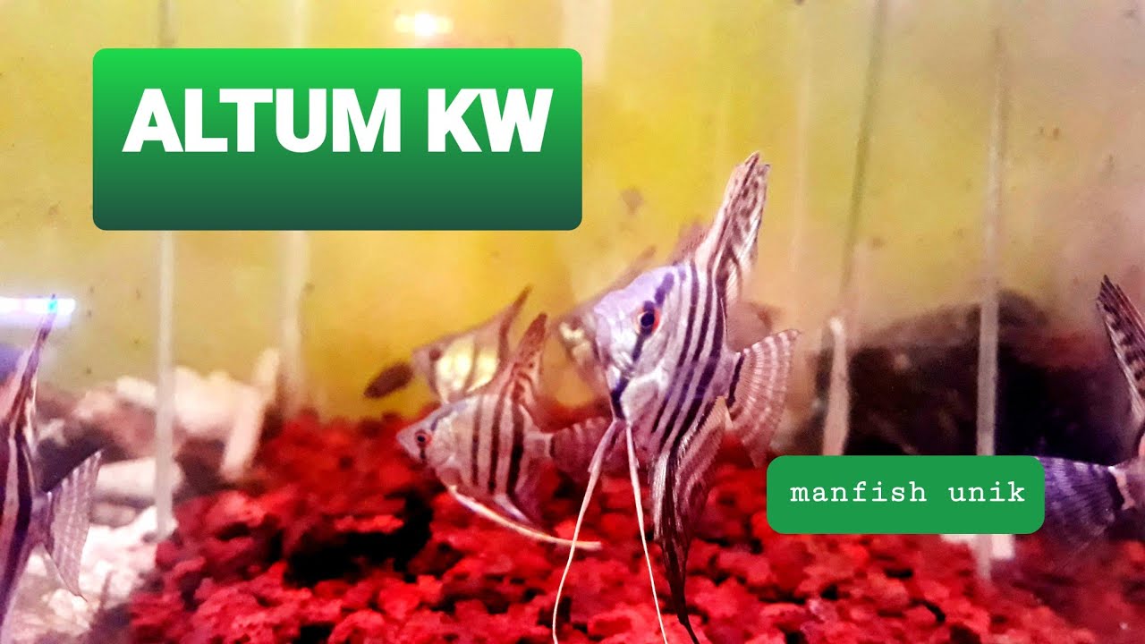 ALTUM kw...angelfish//manfish unik #lengkap dengan cara perawatannya ...
