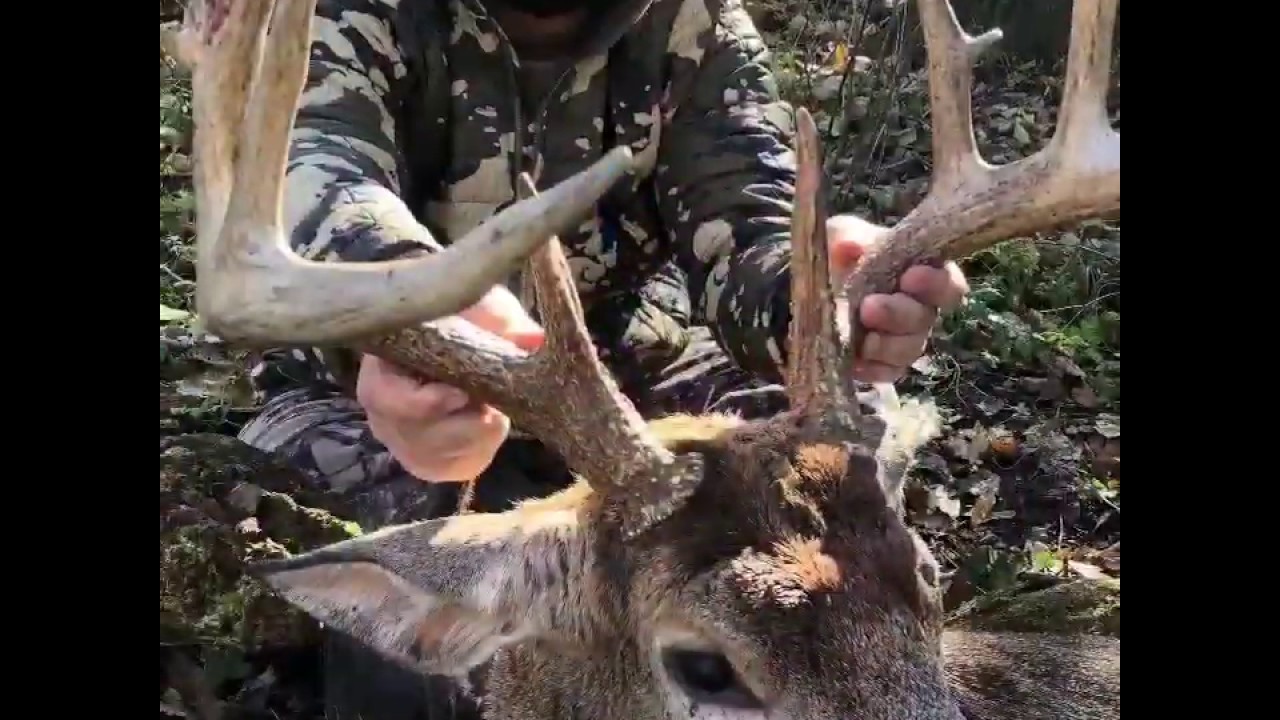 2019 Illinois whitetail bow kill recovery - YouTube