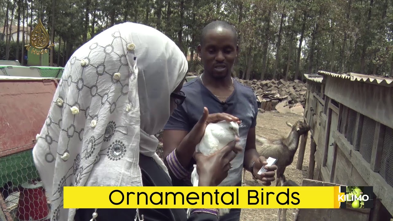 KILIMO HAI Sn1 Episode3|Ornamental Birds Part1 - YouTube