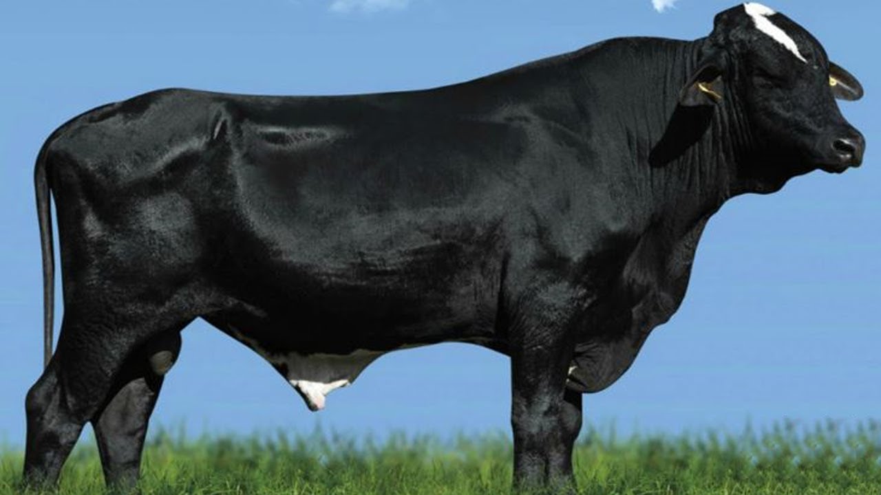 🔴 Toro GIROLANDO JANGO, FIV AFTERSHOCK, RANCHO DO RO 3/4 Los Mejores ...