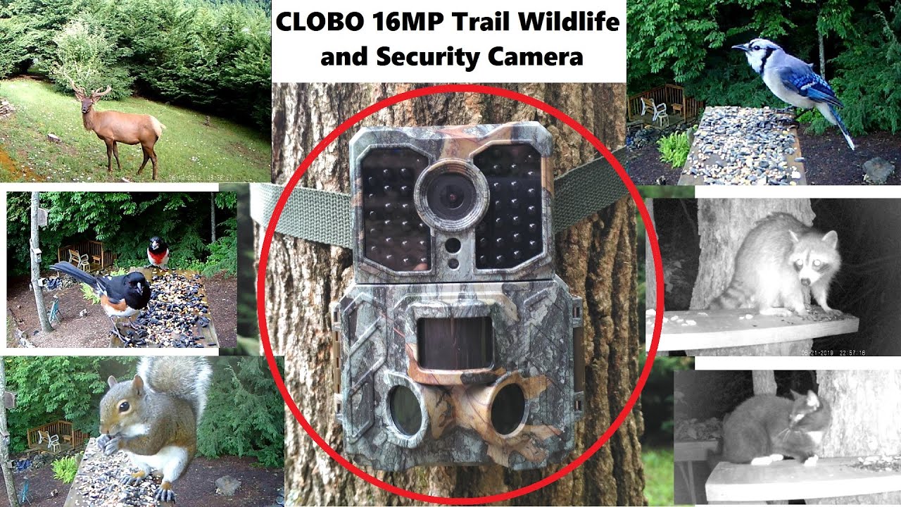 Clobo 16MP Trail Camera Test - High Quality Low Price Wildlife and ...
