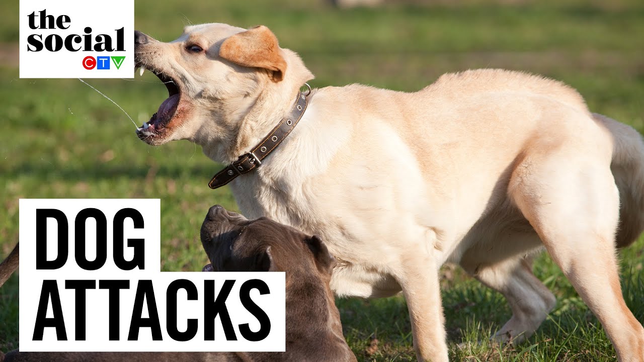 How do you prevent dog attacks? | The Social - YouTube