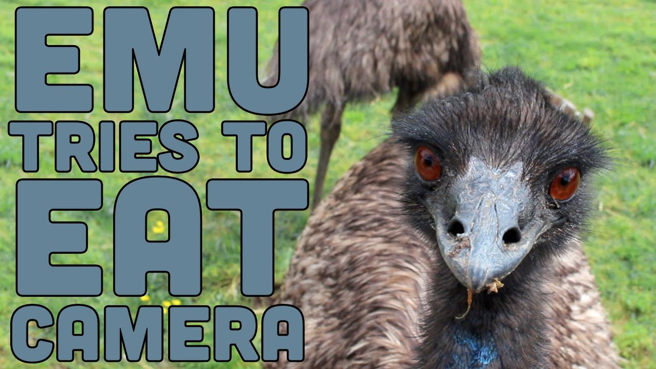 Emu Attacks Camera and Tries To Eat It - YouTube