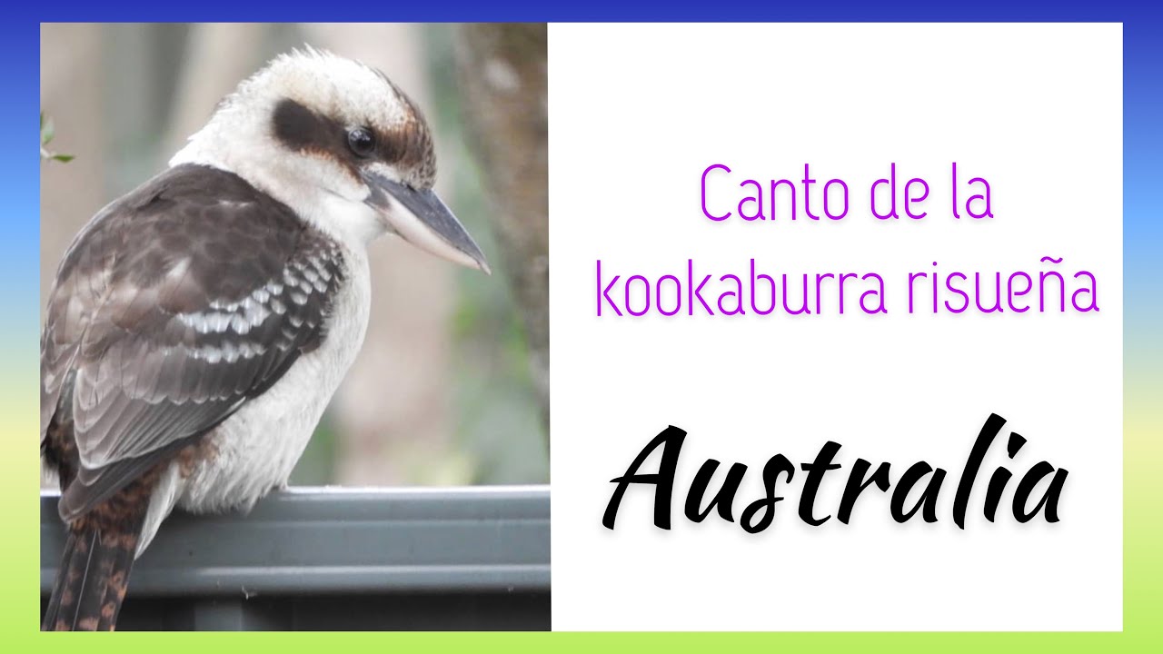 Laughing Kookaburra (Cucaburra risueña) Australia - YouTube