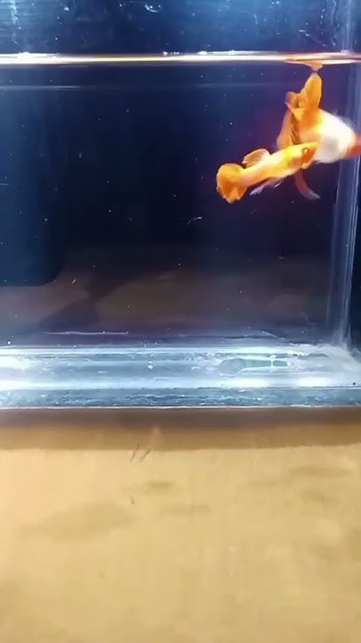 Guppy Albino koi ribbon long ear - YouTube