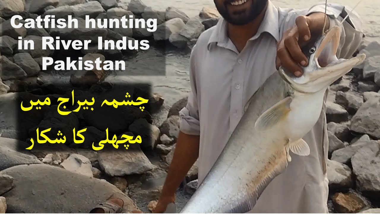 Indus River Fish