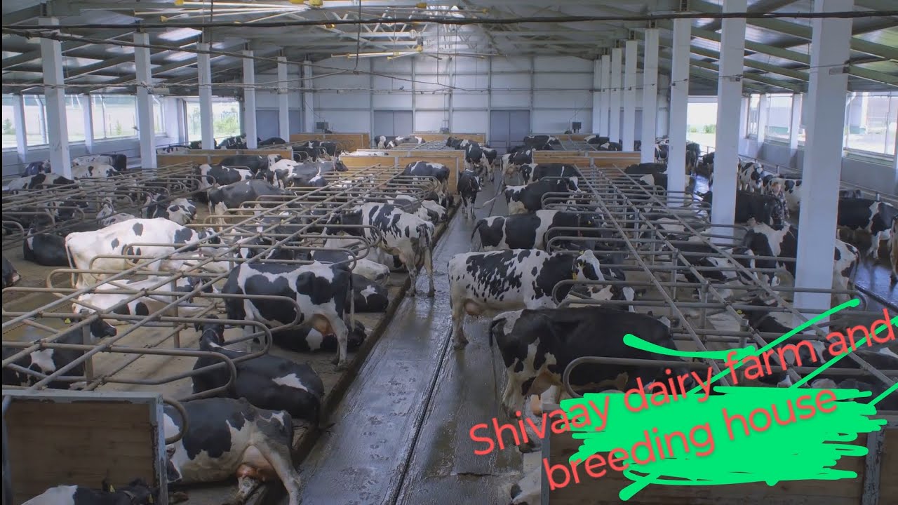 Compost Bedding Method transforming dairy farms - YouTube