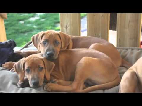 Ridgeback puppies 9 1/2 weeks old - YouTube
