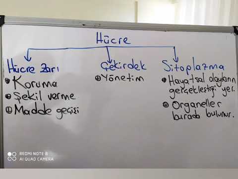 13. Video Slayt Notlar :Hücre,Mitoz (7. sınıf 2. Ünite)