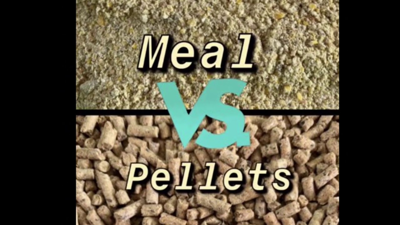 Meal VS Pellets - YouTube