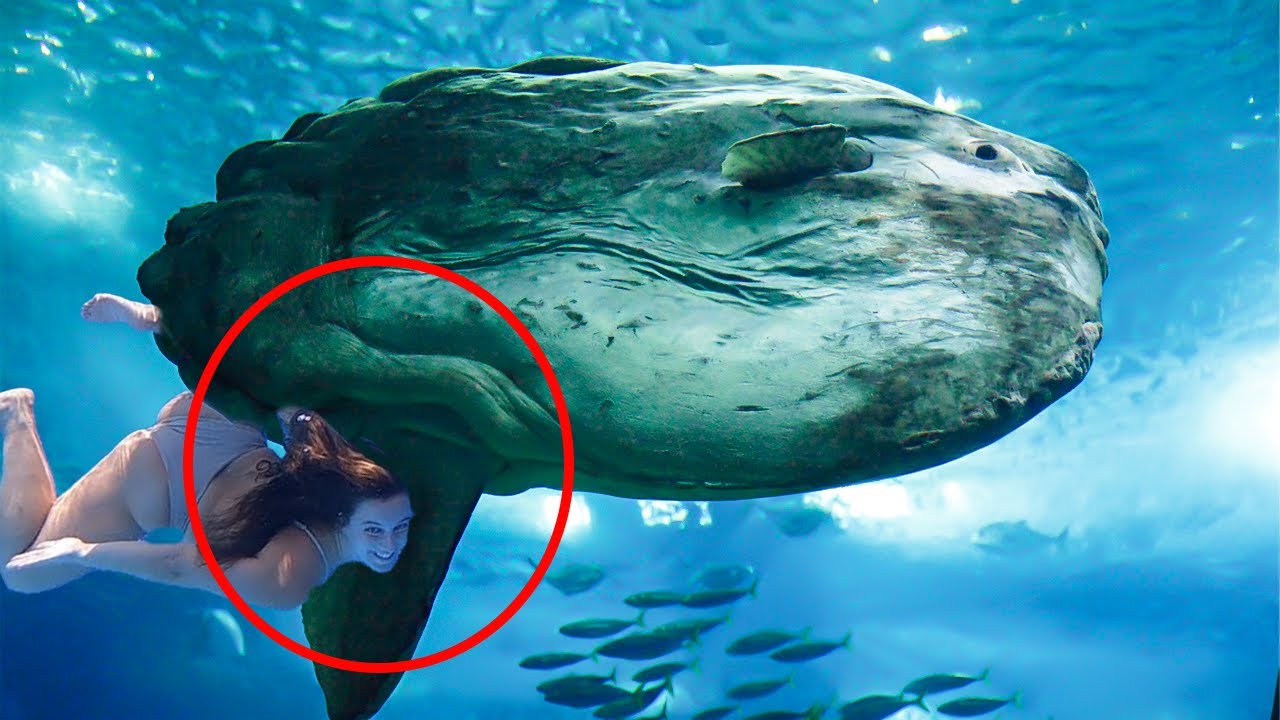 Sea Predators Hate This Fish and Here Is the the Reason Why ? - YouTube