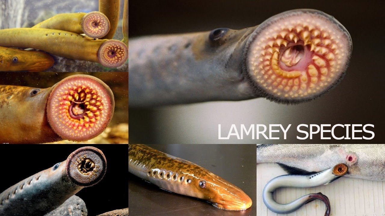 All Lamprey fish species / complete list of lamprey fish species/ types ...