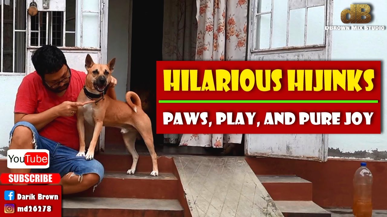 Hilarious Hijinks l Paws Play and Pure Joy - YouTube