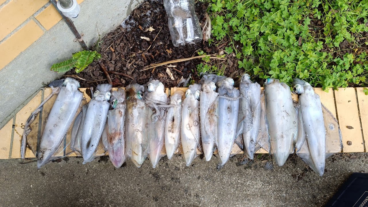 Squid Jig Fishing in Stanley Tasmania Australia - YouTube